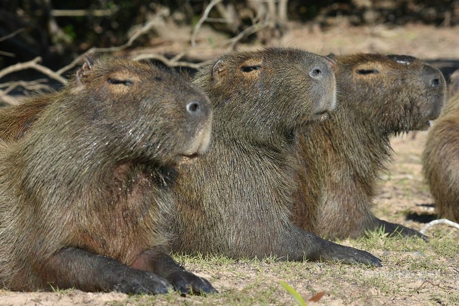 Capybara Haustier österreich - Capybara Haustier Deutschland ...