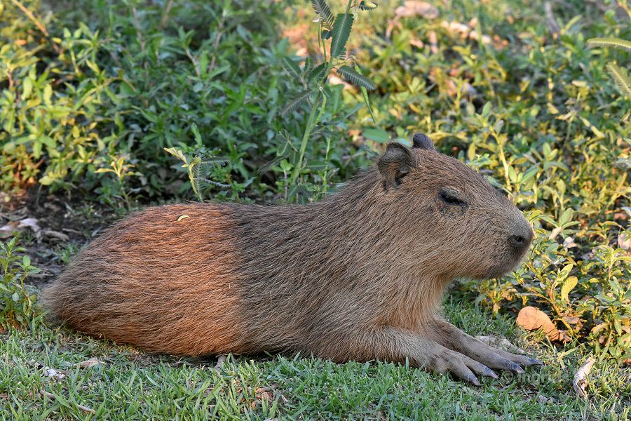Capybaras und Riesenotter
