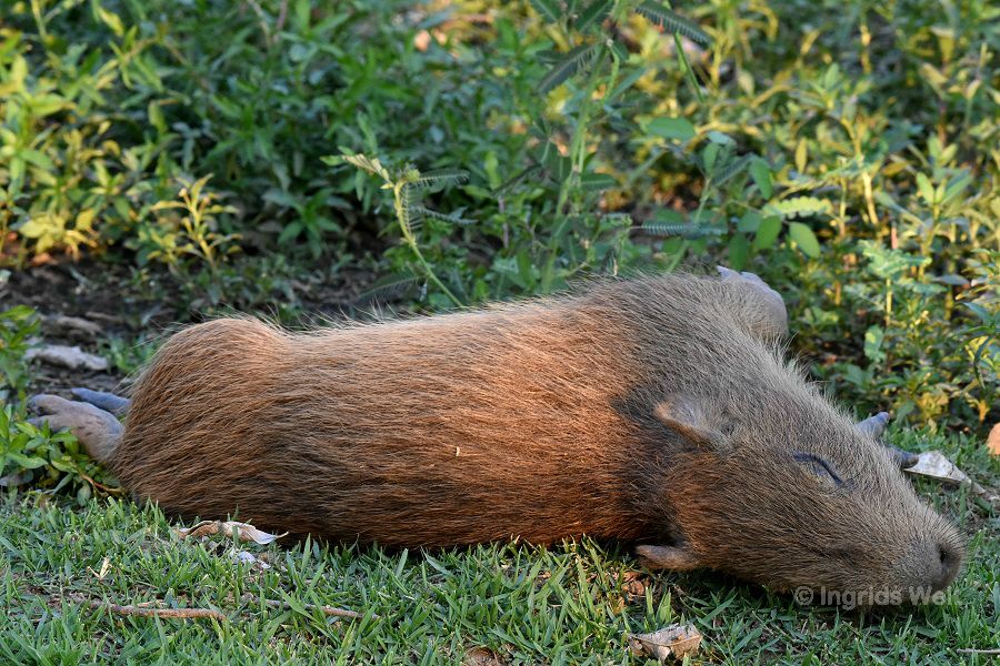 Capybaras und Riesenotter