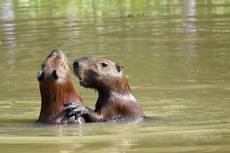 Capybara Als Haustier : Capybara Haustier Deutschland | husnimartih ...