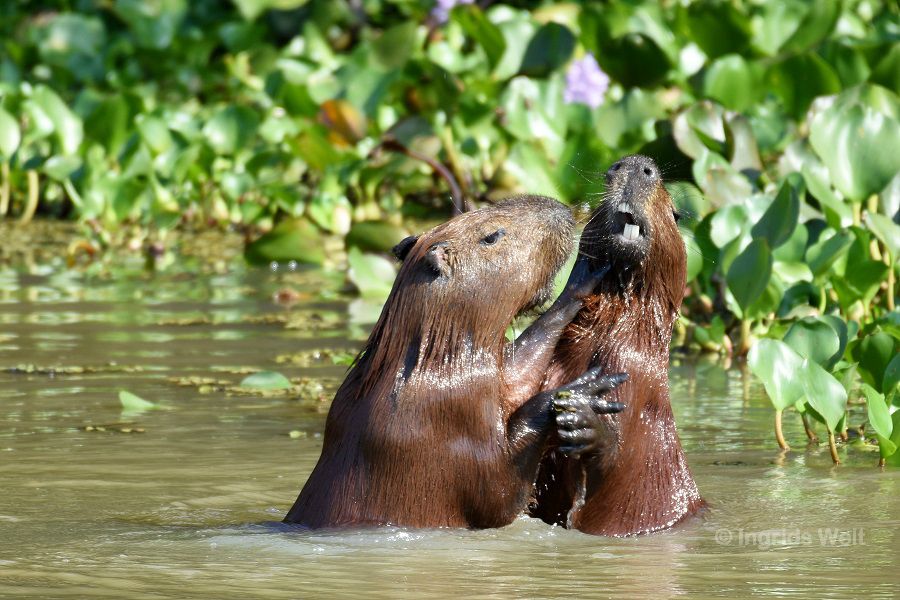 Capybara Haustier österreich - Capybara Haustier Deutschland ...