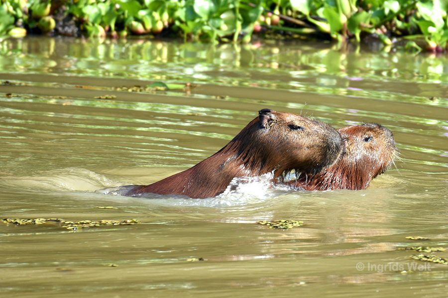 Capybara Haustier österreich - Capybara Haustier Deutschland ...