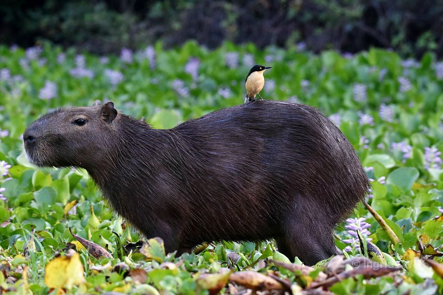 Capybaras und Riesenotter