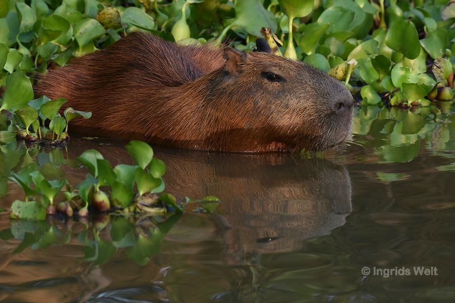 Capybaras und Riesenotter