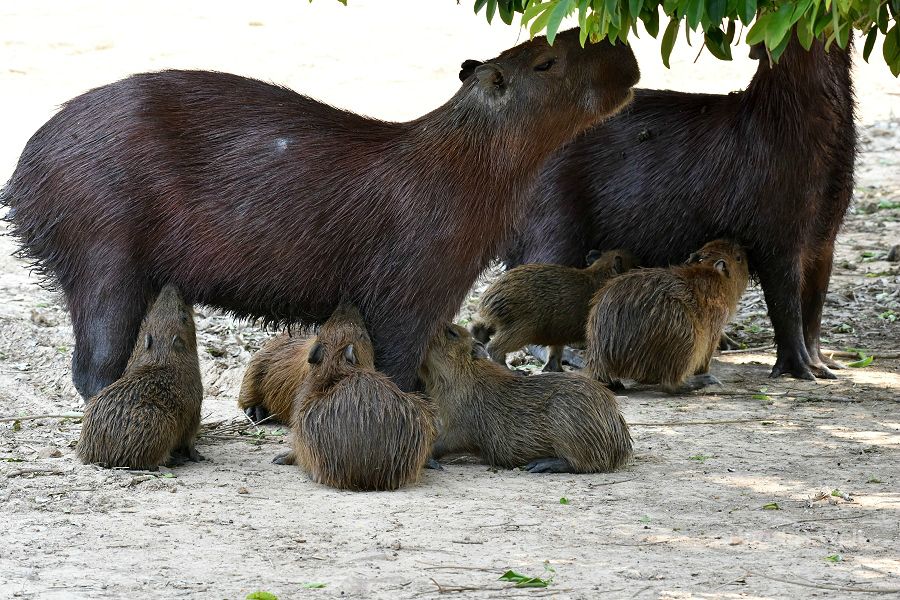 Capybaras und Riesenotter
