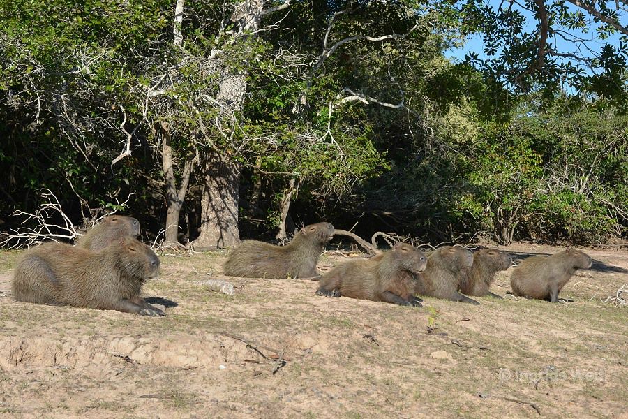 Capybaras und Riesenotter