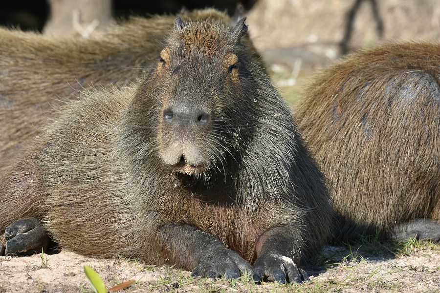 Capybaras und Riesenotter