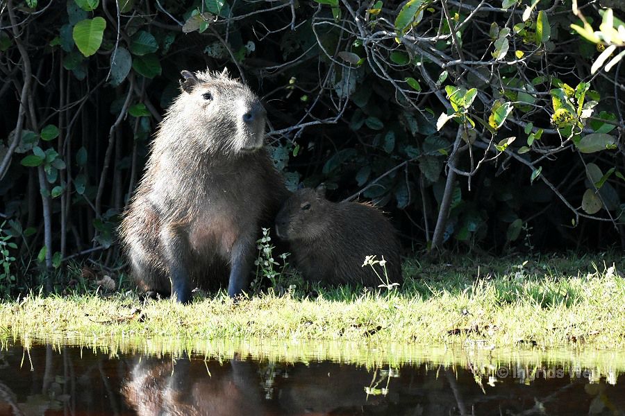 Capybaras und Riesenotter