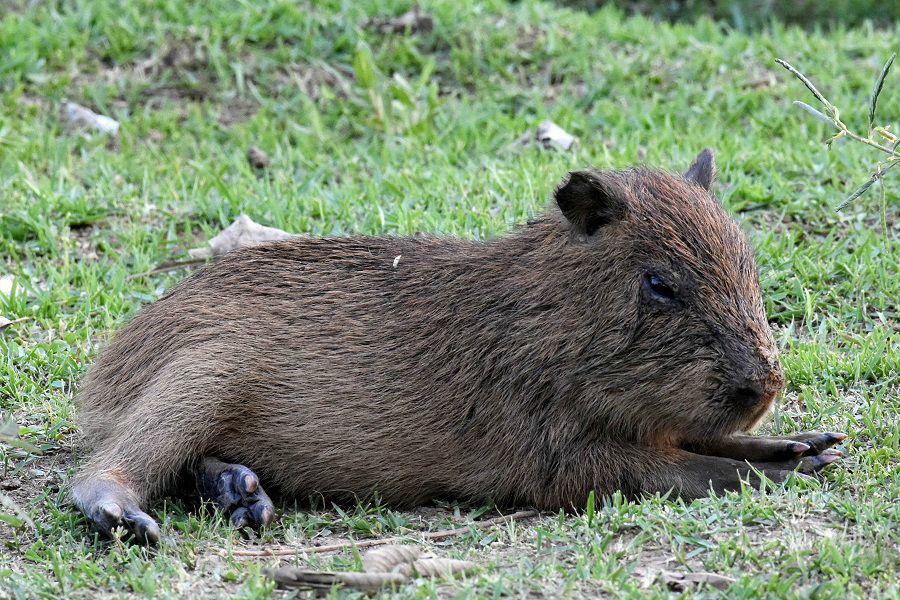 Capybaras und Riesenotter