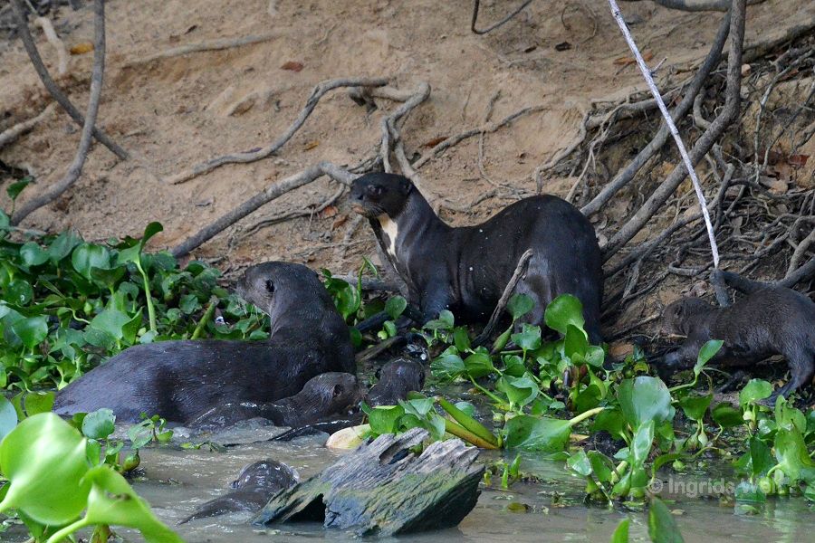 Capybaras und Riesenotter