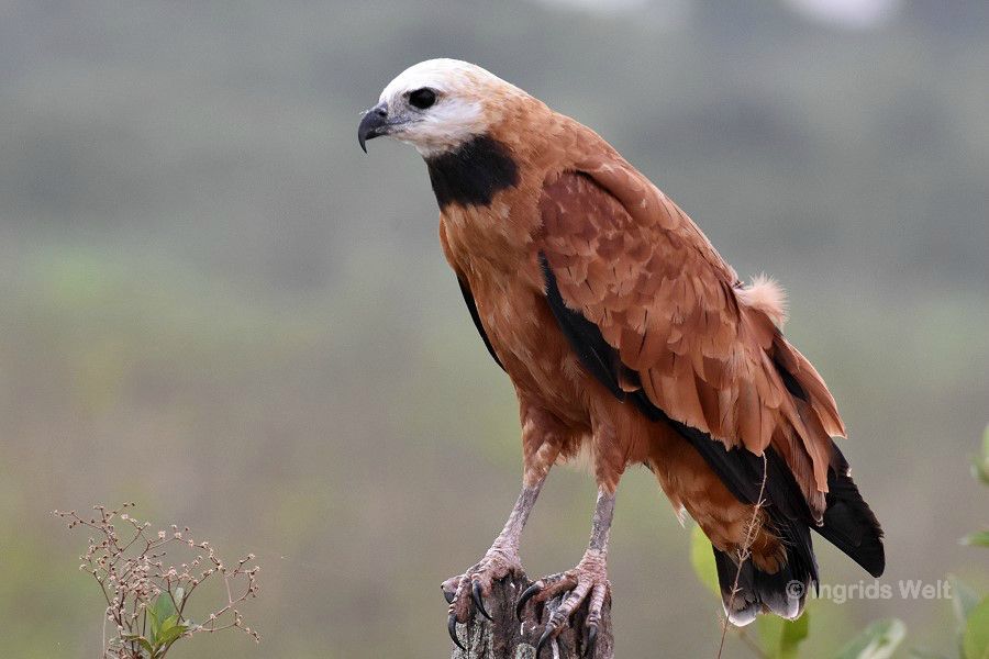 Vögel im Pantanal - Greifvögel, Eulen und Geier