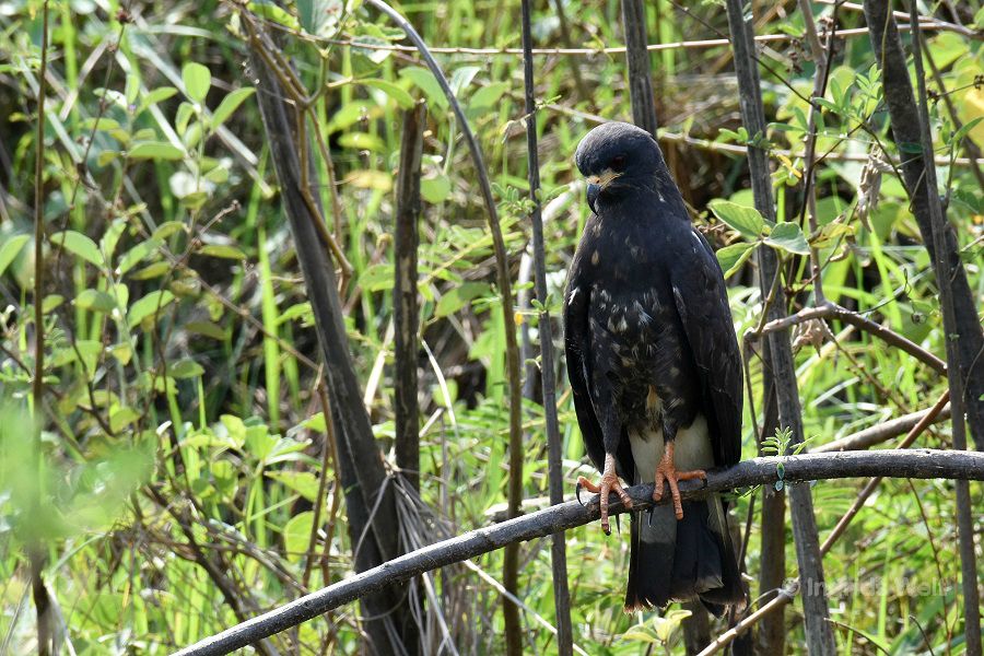 Vögel im Pantanal - Greifvögel, Eulen und Geier