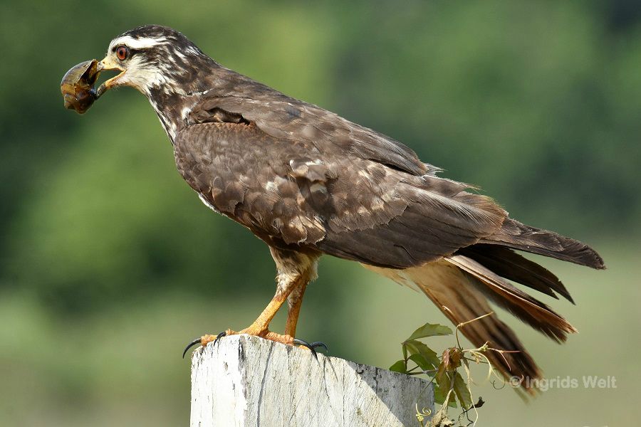 Vögel im Pantanal - Greifvögel, Eulen und Geier