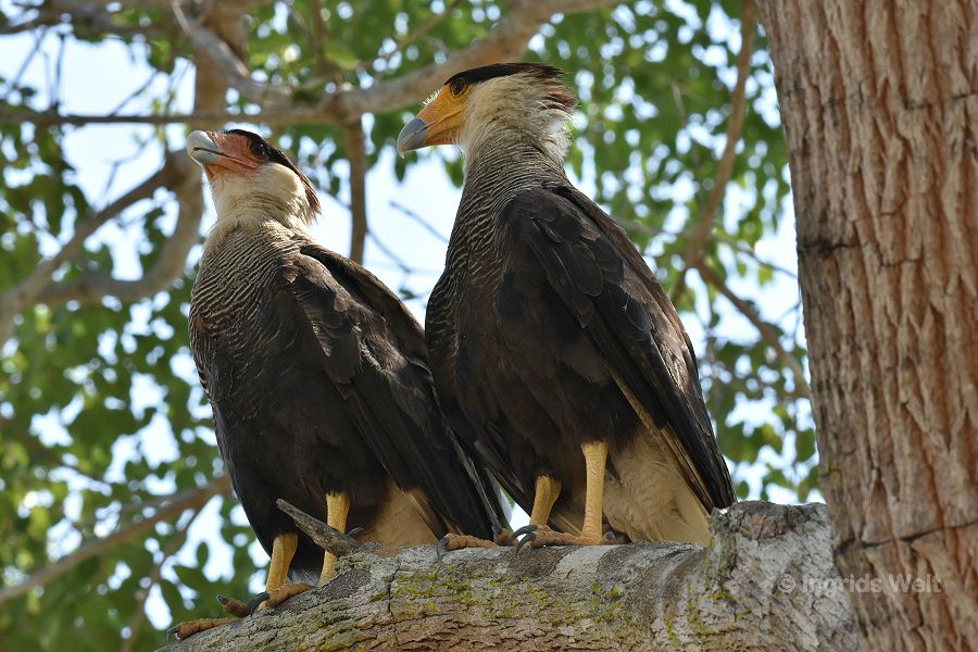 Vögel im Pantanal - Greifvögel, Eulen und Geier