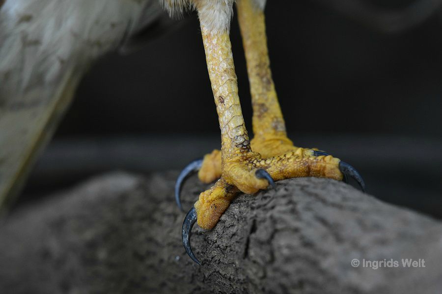 Vögel im Pantanal - Greifvögel, Eulen und Geier