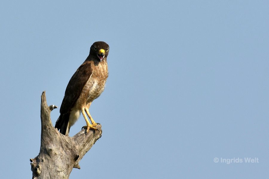 Vögel im Pantanal - Greifvögel, Eulen und Geier