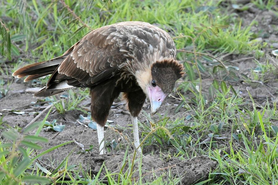 Vögel im Pantanal - Greifvögel, Eulen und Geier