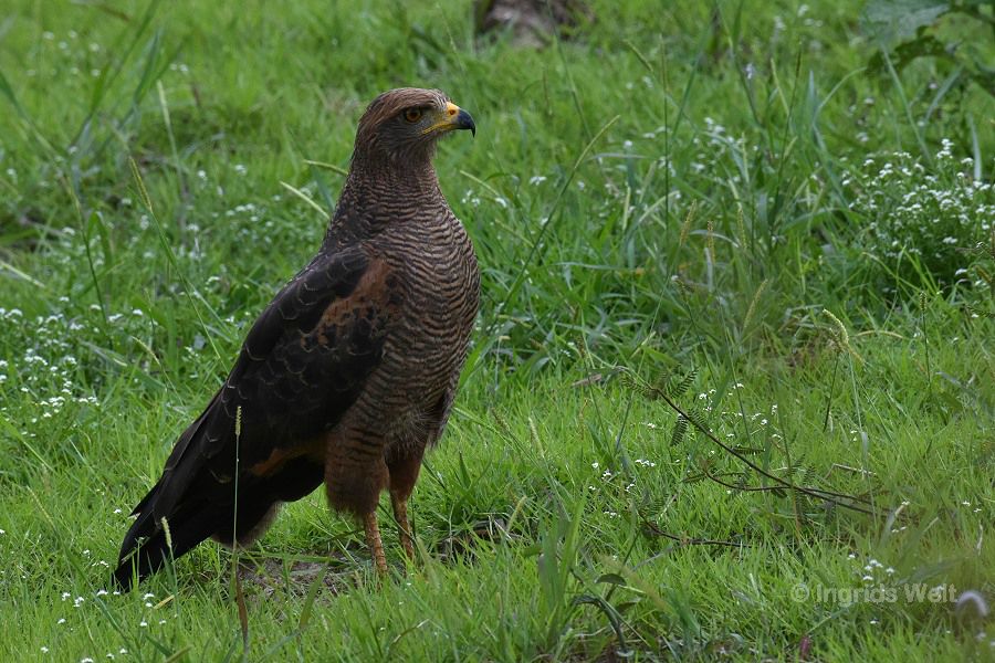 Vögel im Pantanal - Greifvögel, Eulen und Geier