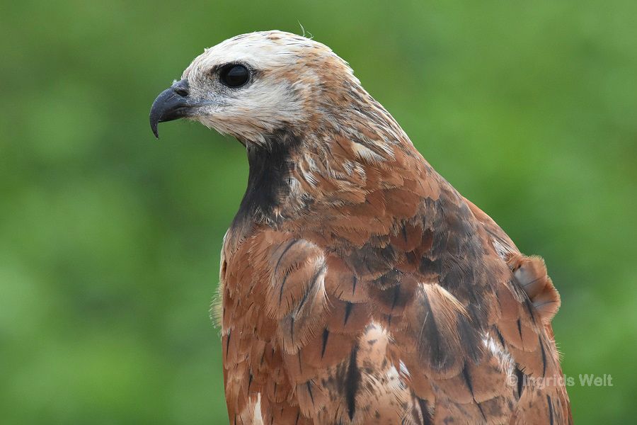 Vögel im Pantanal - Greifvögel, Eulen und Geier