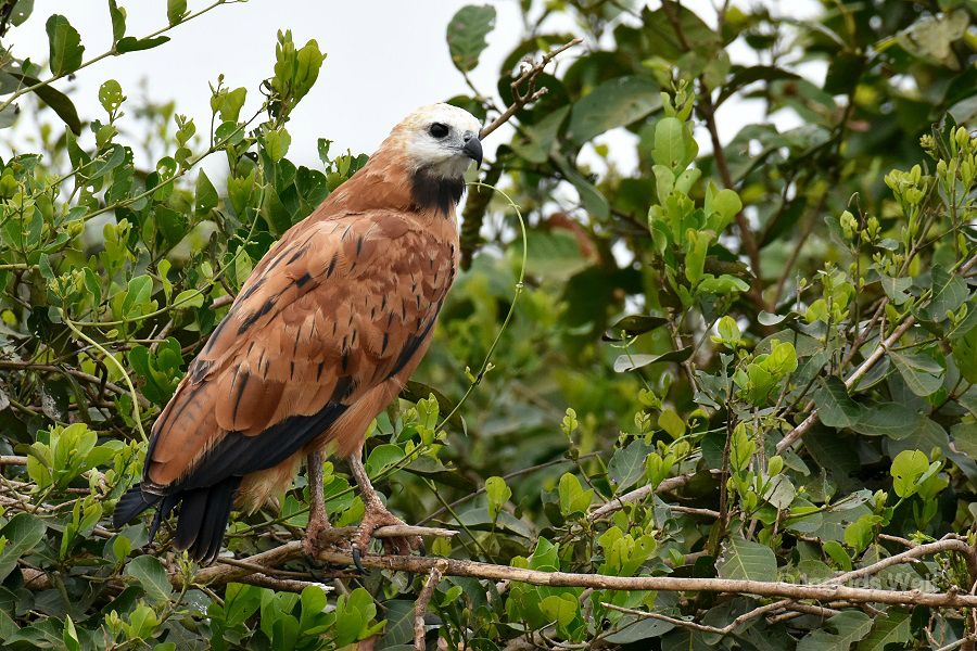 Vögel im Pantanal - Greifvögel, Eulen und Geier