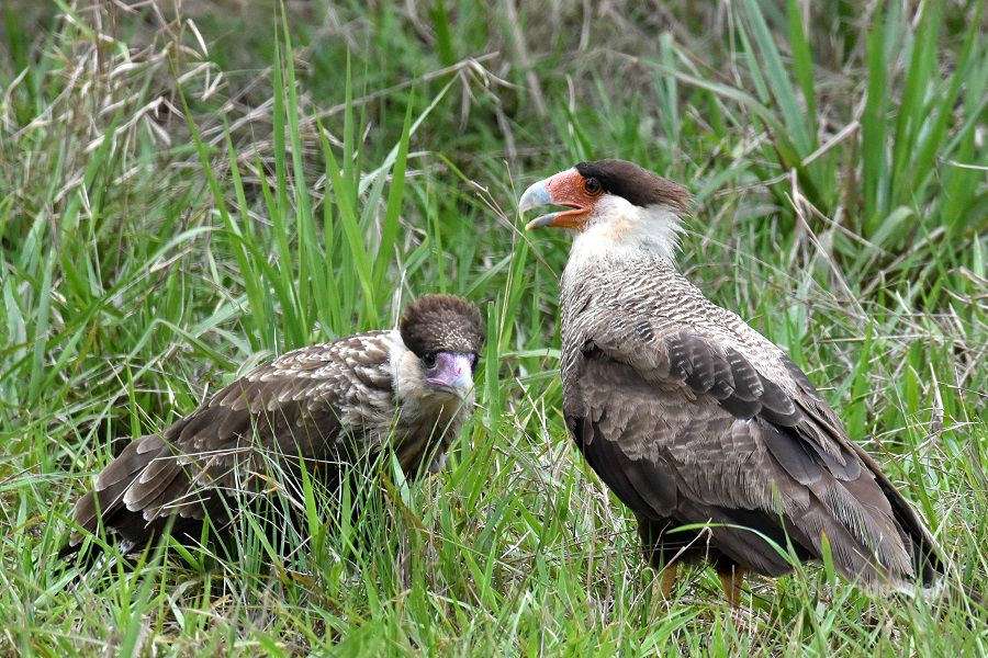 Vögel im Pantanal - Greifvögel, Eulen und Geier